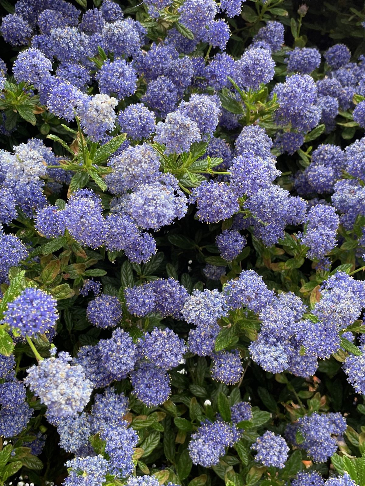 If Music Presents You Need This w/ Jean-Claude 12th May 2024 | Listen on NTS