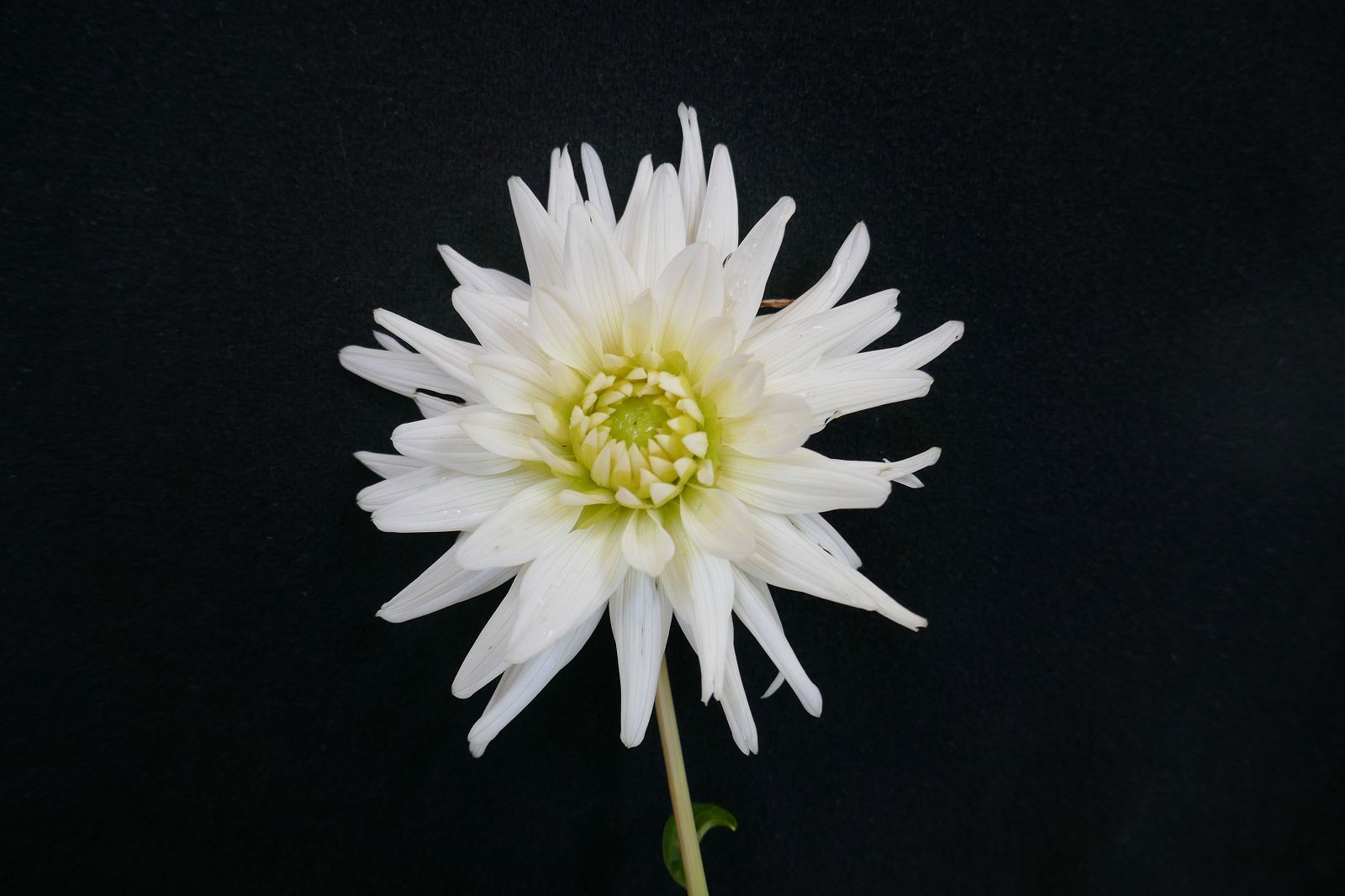 Happy Death w/ Ed Horrox 4th May 2023 | Listen on NTS