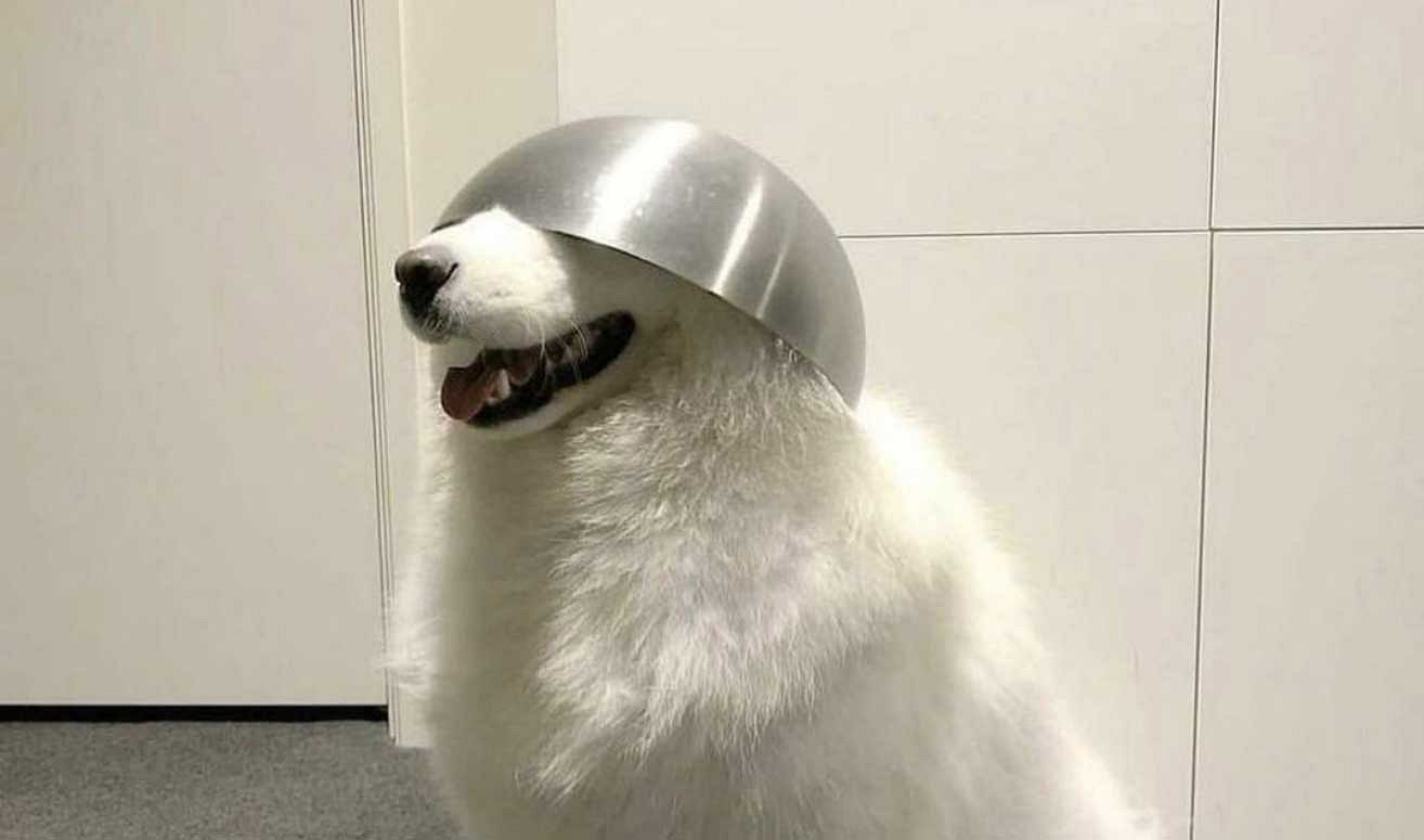 Mild Animals w/ TVD 2nd September 2022 | Listen on NTS