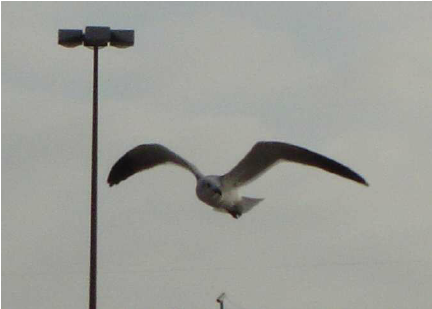 Death of a Seagull with Lawrence Kumpf 30th September 2023 | Listen on NTS