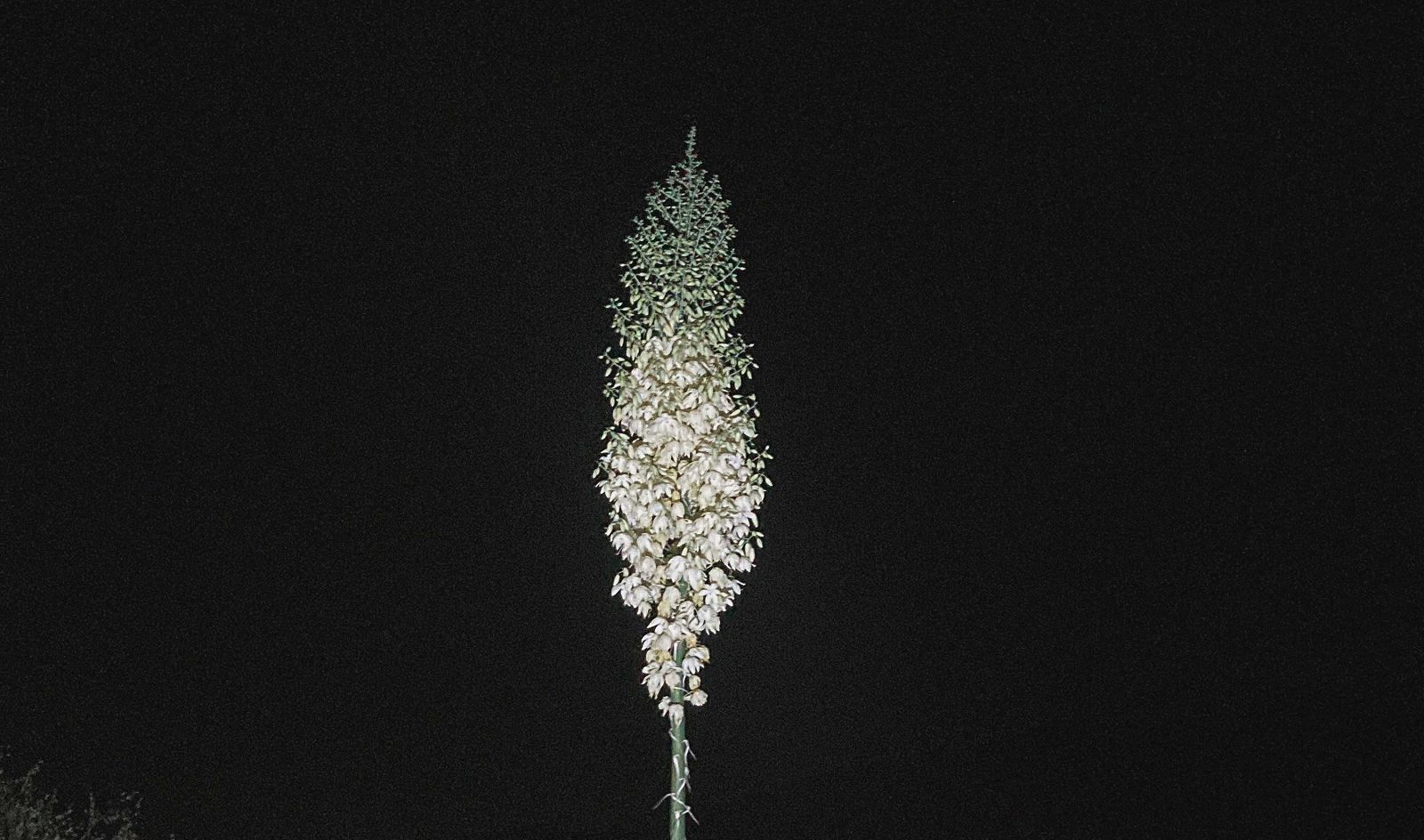 Heaven and Earth Magic w/ Jocelyn Romo 11th May 2022 | Listen on NTS