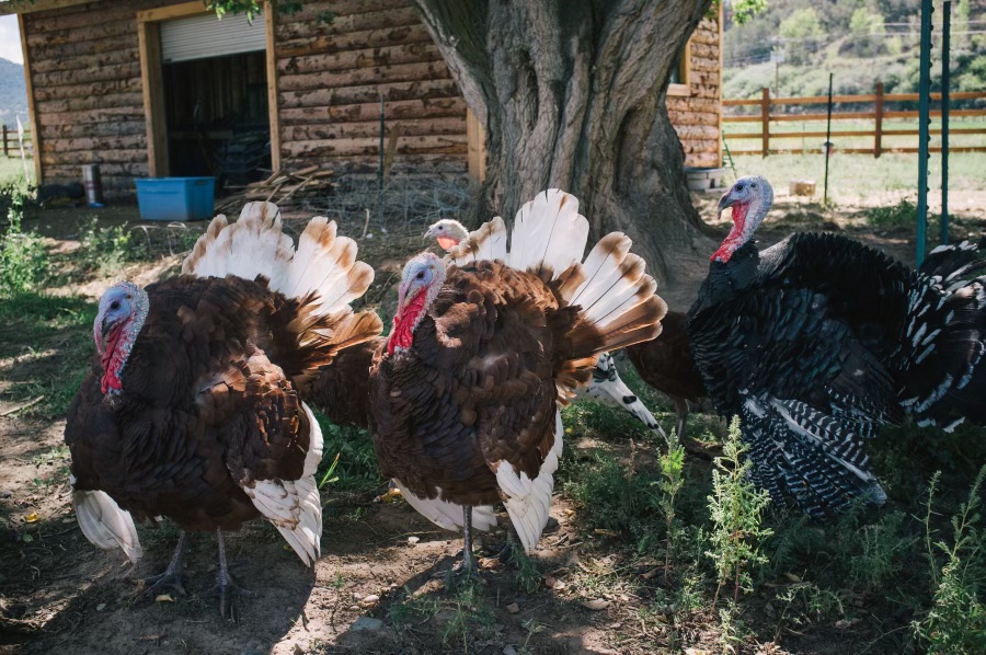 Mild Animals w/ Morgnar 22nd November 2024 | Listen on NTS